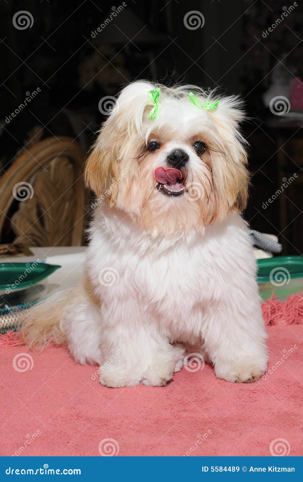 Filhote De Cachorro De Shih Tzu Imagem de Stock - Imagem de nariz ...