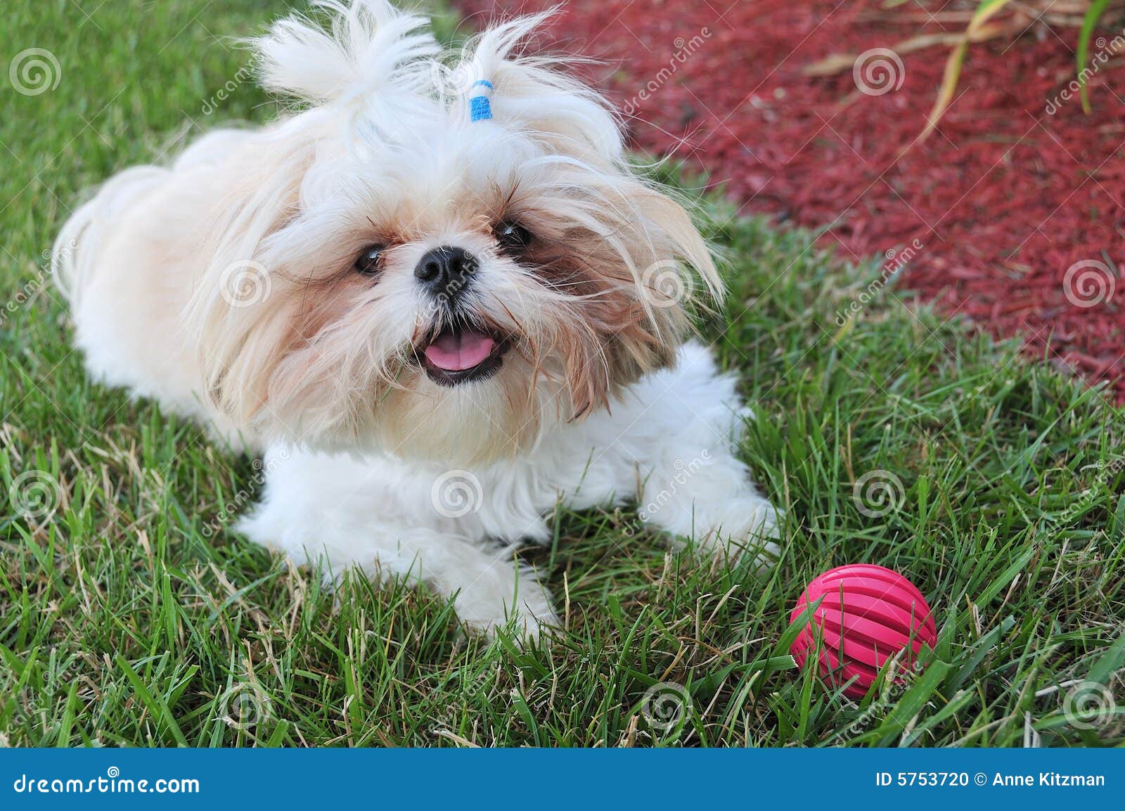 Filhote De Cachorro De Shih Tzu Foto de Stock - Imagem de vermelho ...