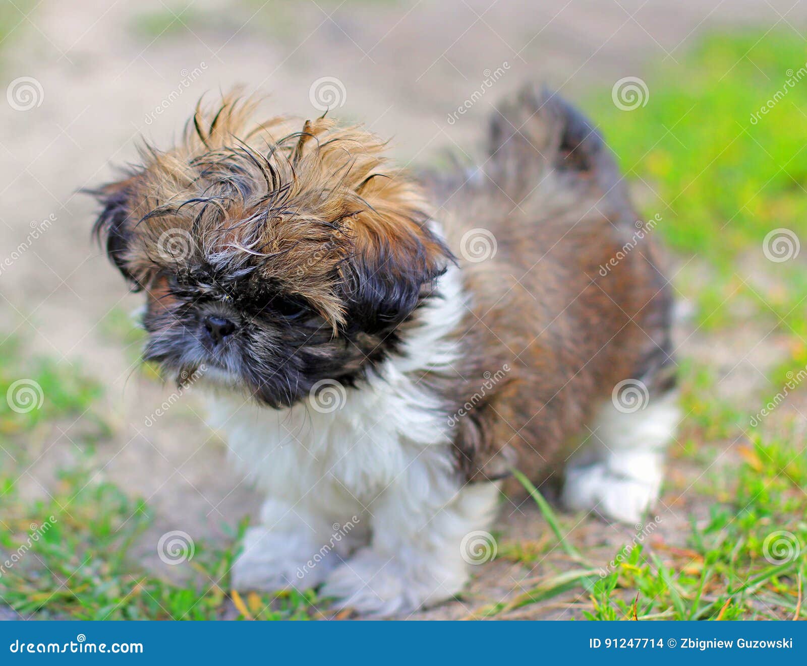 Filhote De Cachorro De Shih Tzu Foto de Stock - Imagem de horizontal ...