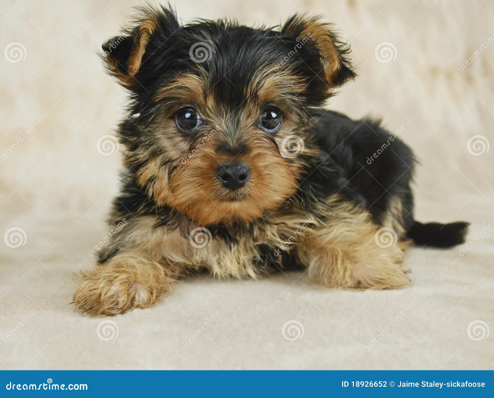 Filhote De Cachorro De Yorkie Foto de Stock - Imagem de yorkie, facial ...