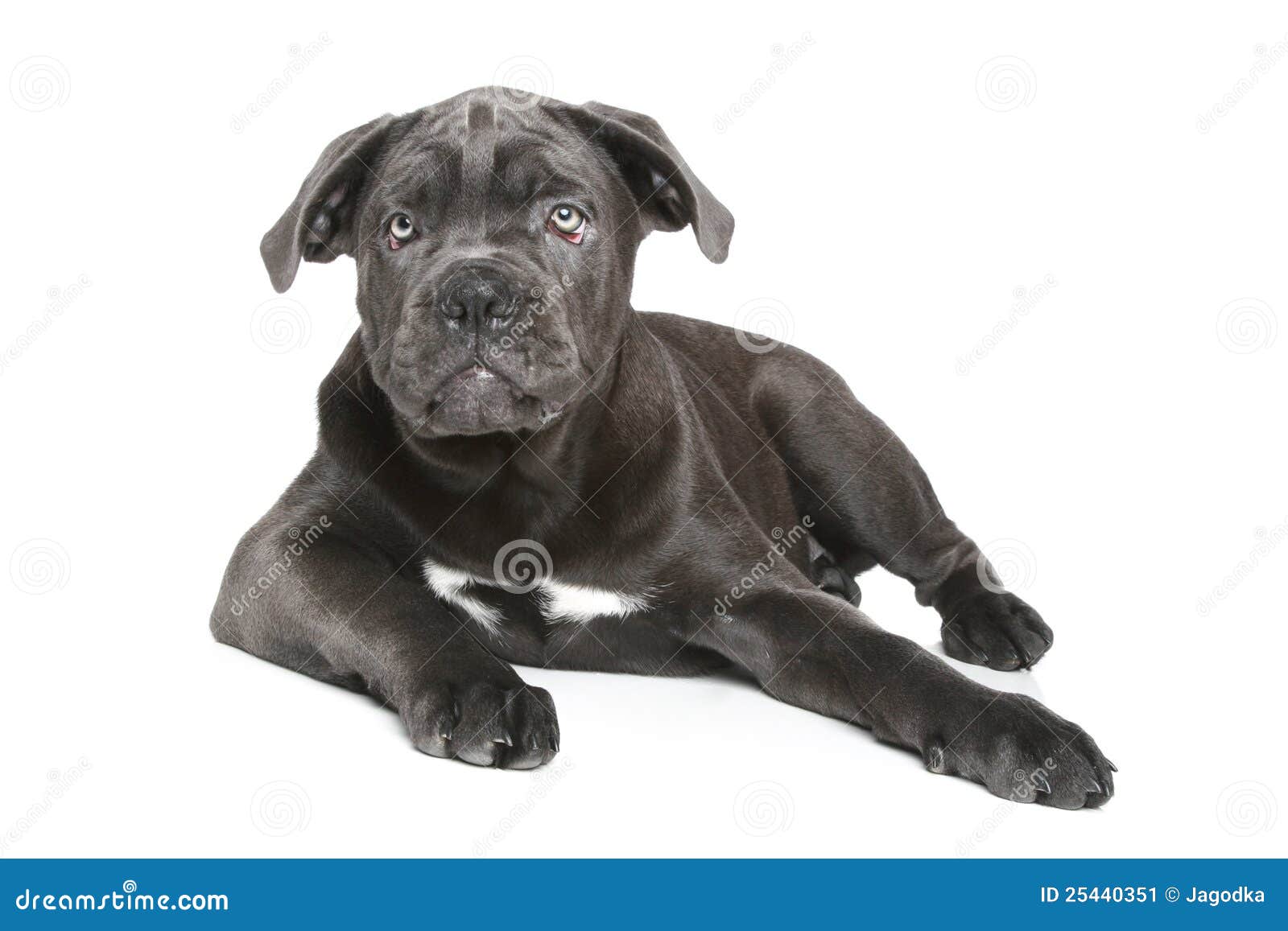 Filhote De Cachorro Do Cão De Molosso Imagem de Stock - Imagem de ...