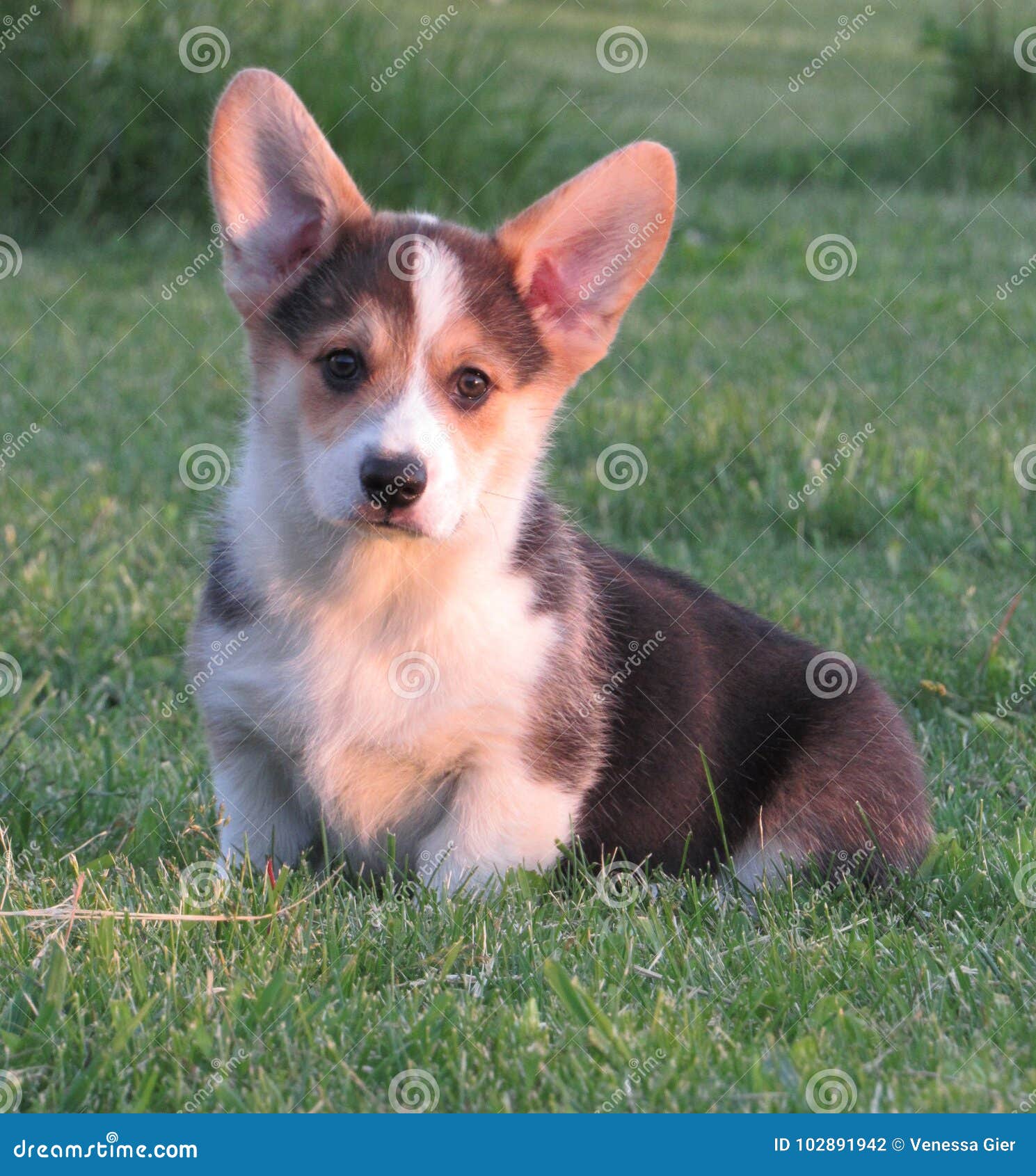Filhote De Cachorro Do Corgi Foto de Stock - Imagem de corgi, filhote ...
