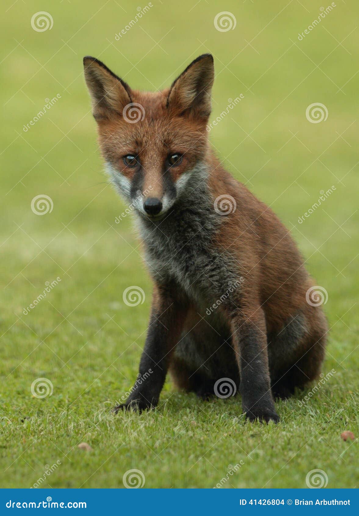 Filhote de cachorro do Fox foto de stock. Imagem de filhote - 41426804