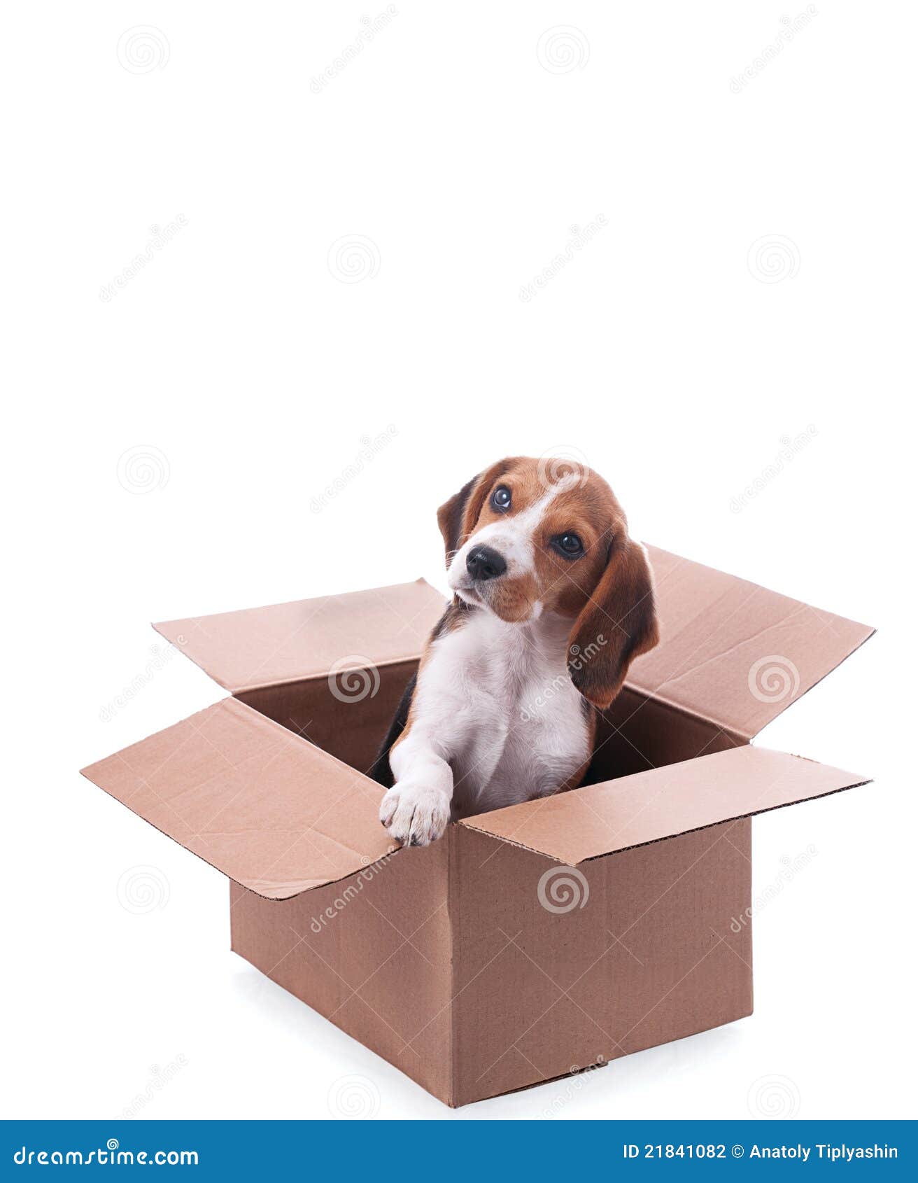 Filhote De Cachorro Do Lebreiro Na Caixa Foto De Stock Imagem De