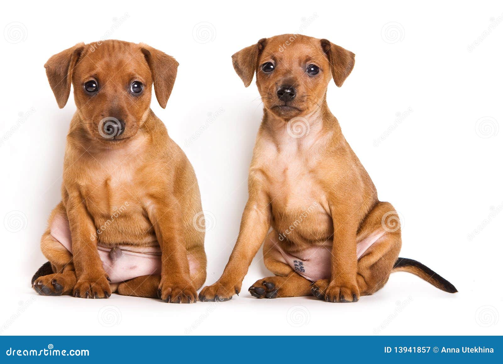 Filhote De Cachorro Do Pinscher Imagem de Stock - Imagem de animal ...