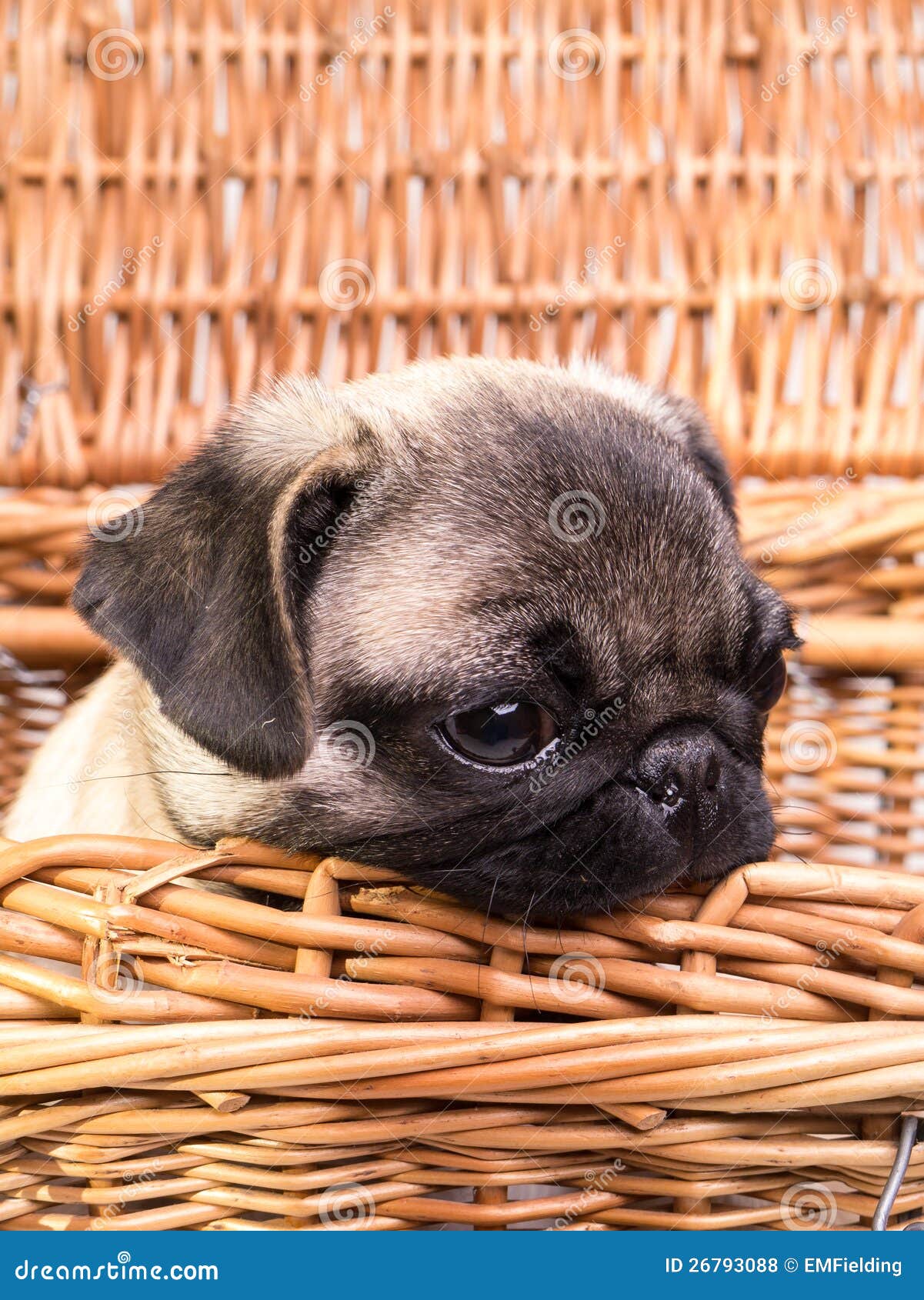 Filhote De Cachorro Do Pug Em Uma Cesta Foto De Stock Imagem De