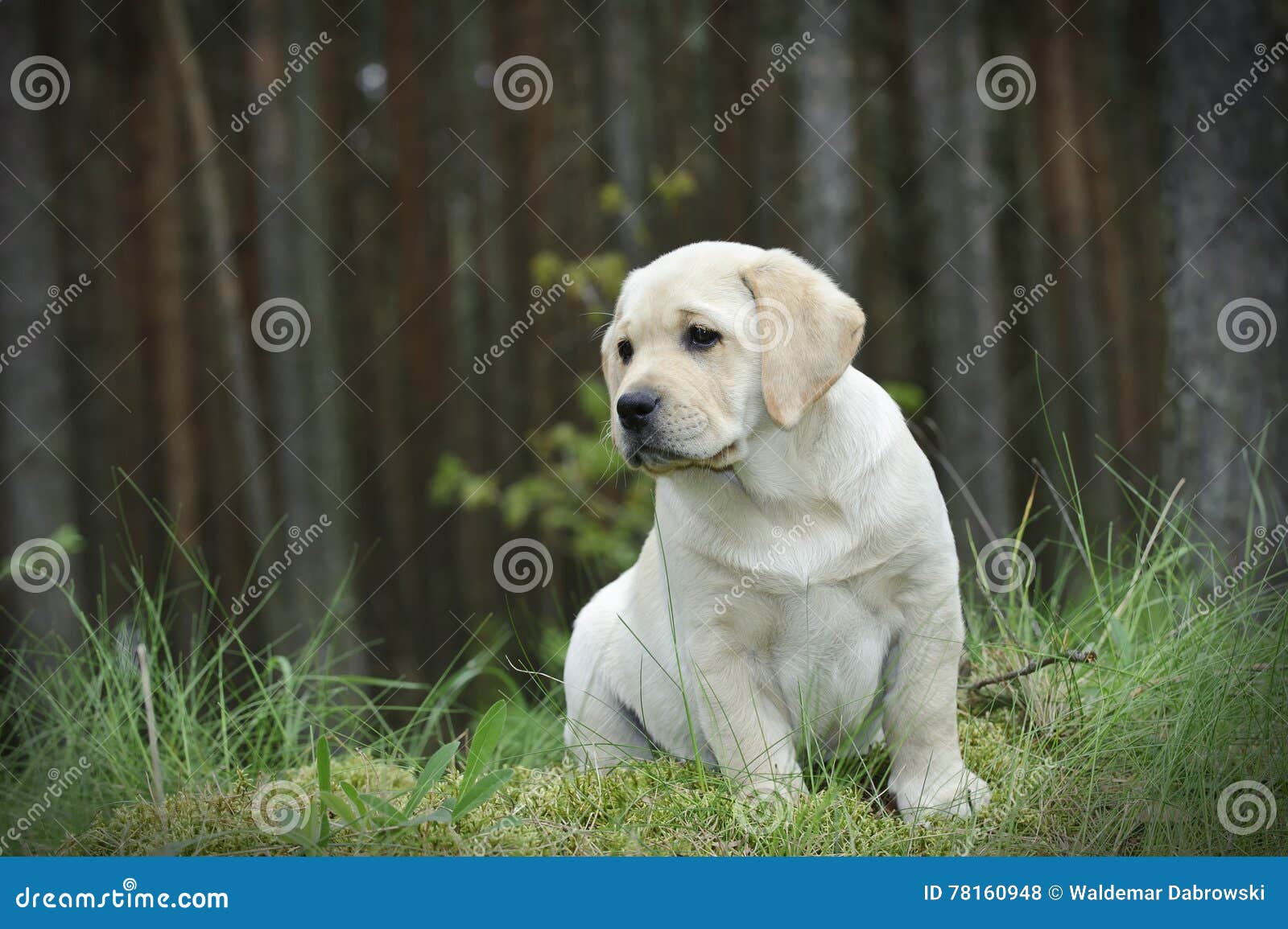Filhote De Cachorro Do Retriever De Labrador Foto de Stock - Imagem de ...