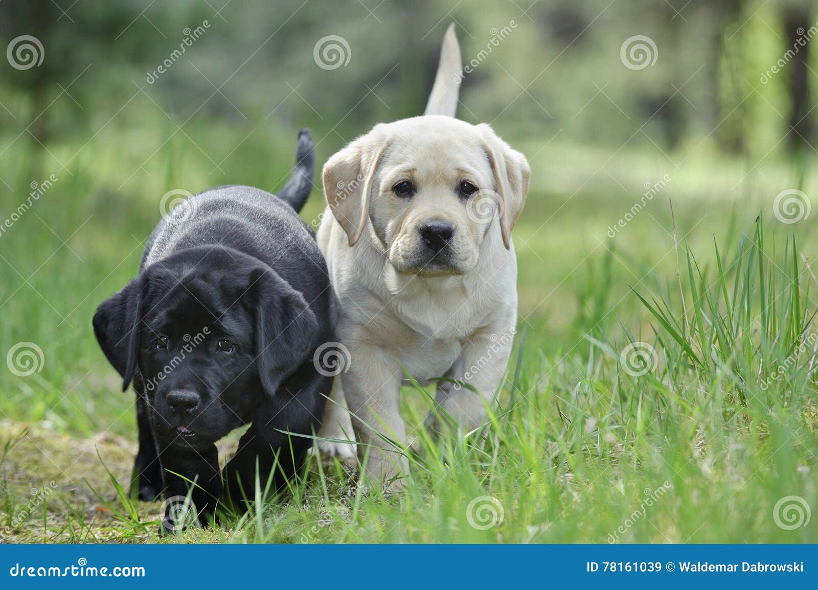 Filhote De Cachorro Do Retriever De Labrador Imagem de Stock - Imagem ...
