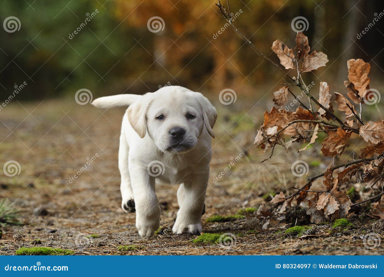 Filhote De Cachorro Do Retriever De Labrador Imagem de Stock - Imagem ...