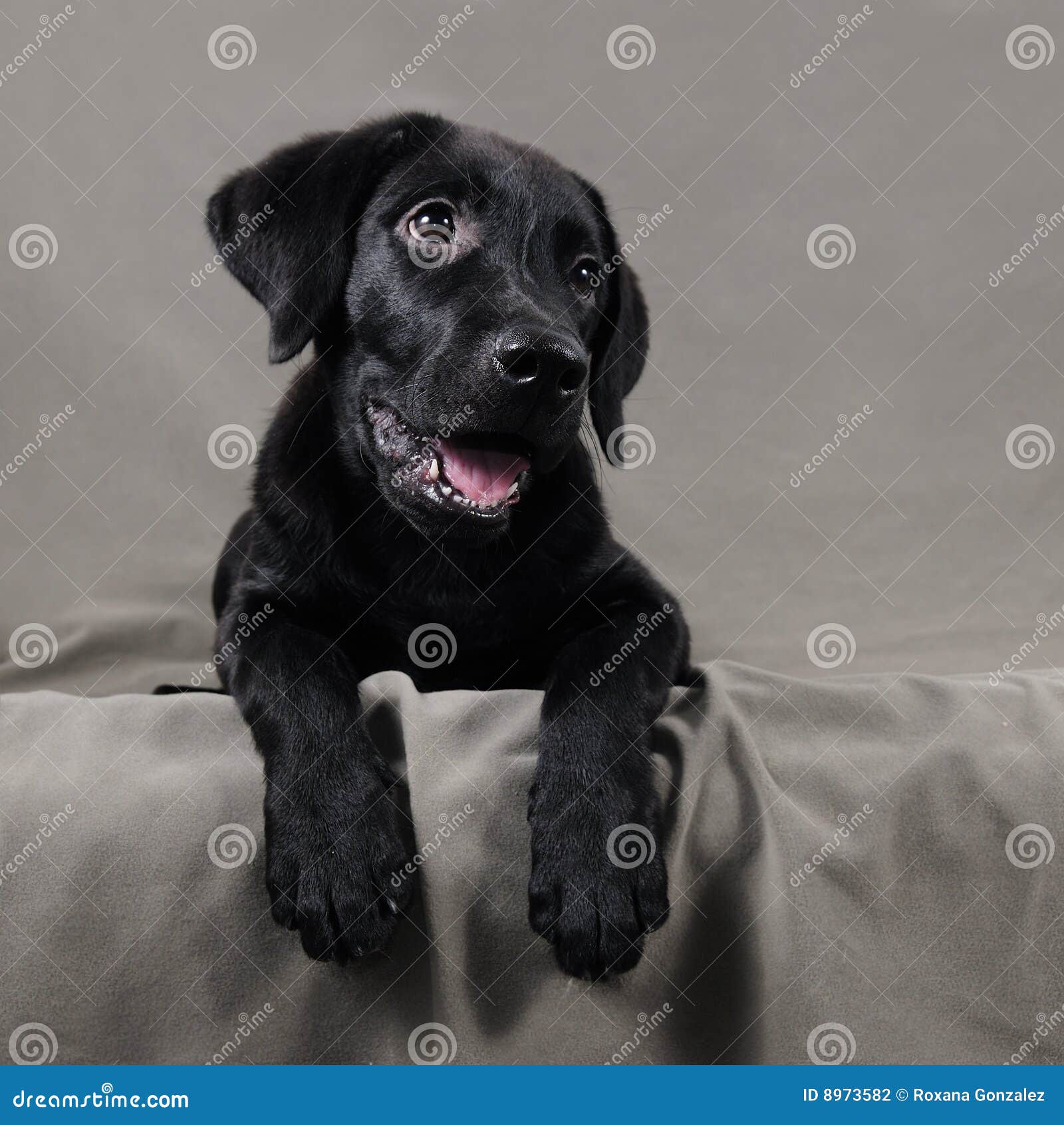 Filhote De Cachorro Do Retriever De Labrador Foto de Stock - Imagem de ...