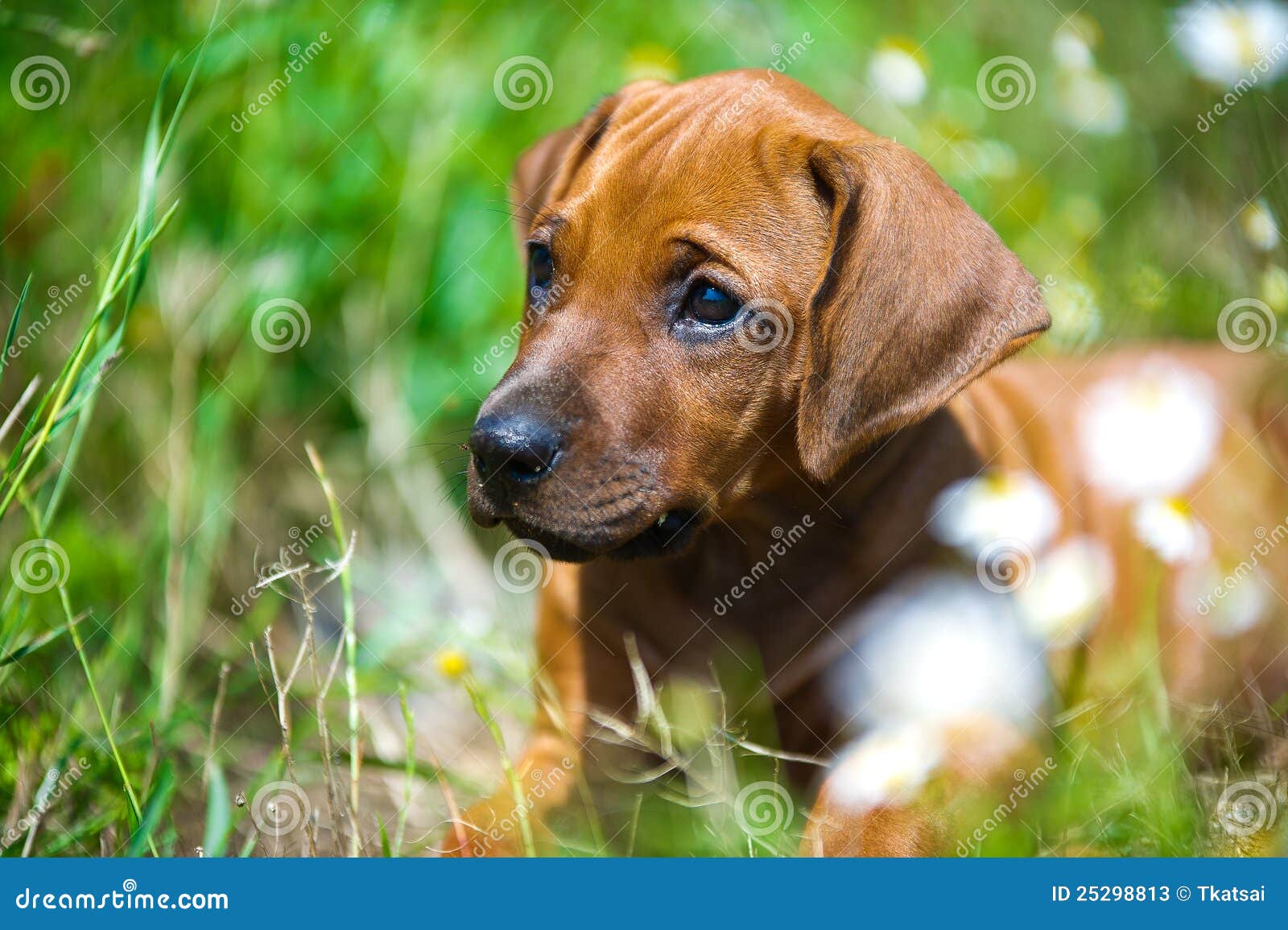 Filhote De Cachorro Do Ridgeback De Rhodesian Em Um Campo Imagem de ...