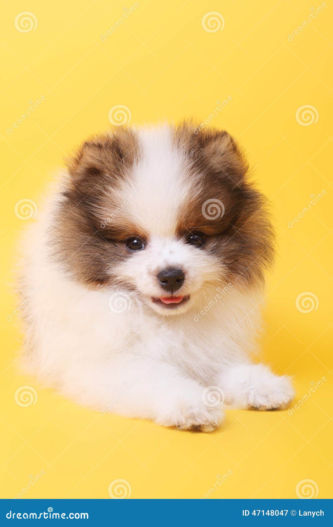 Filhote De Cachorro Do Spitz Imagem de Stock - Imagem de fauna, marrom ...