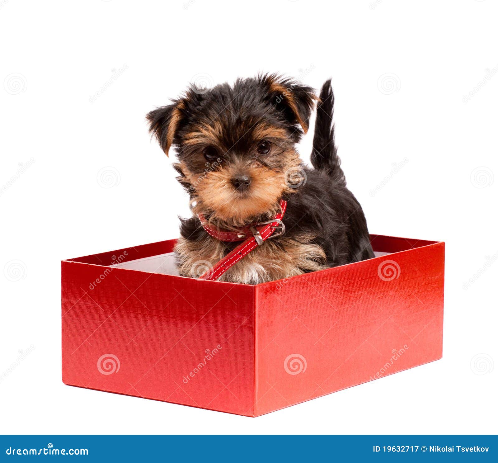 Filhote De Cachorro Do Terrier De Yorkshire Na Caixa De Presente