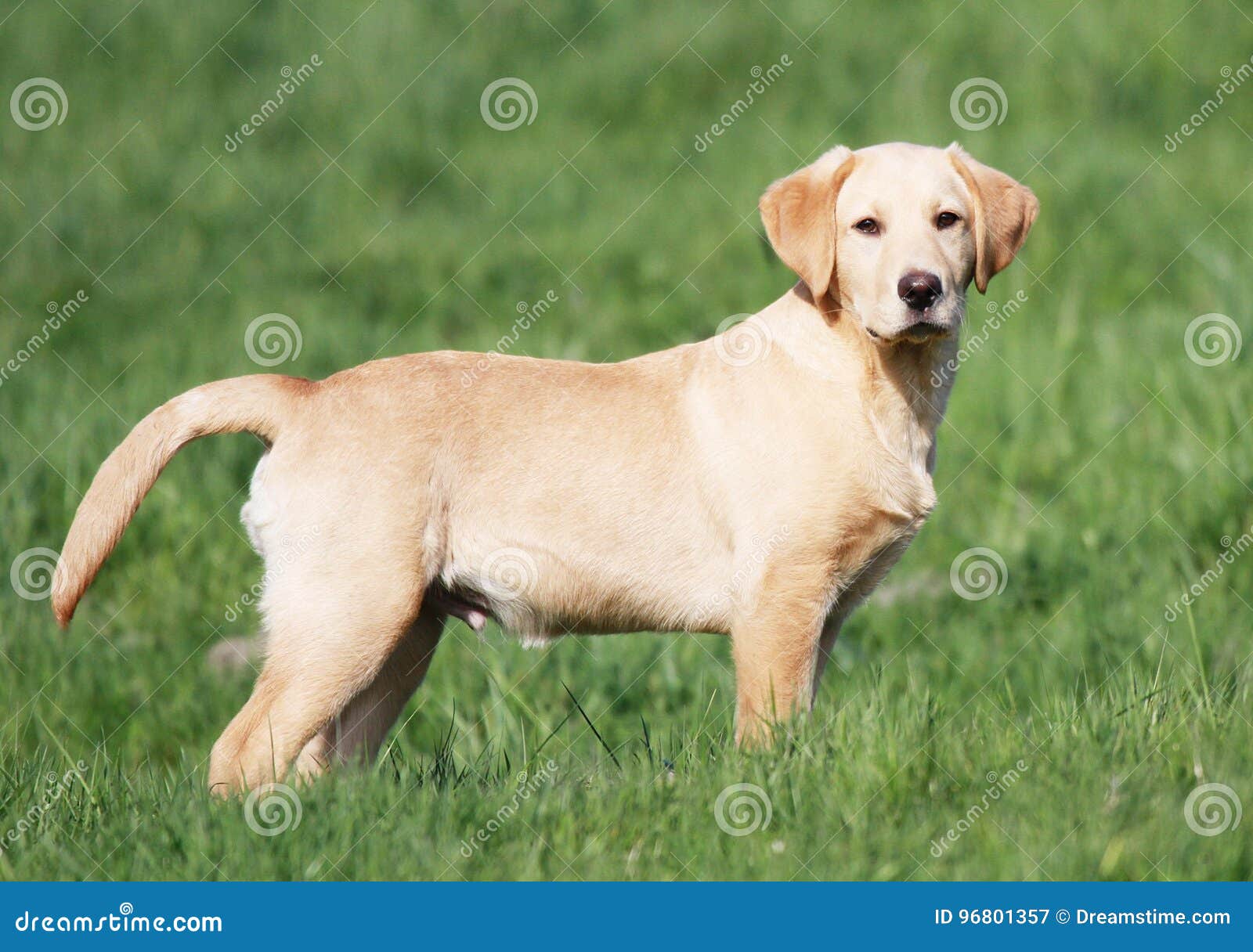 Filhote De Cachorro Dourado De Labrador Imagem de Stock - Imagem de ...