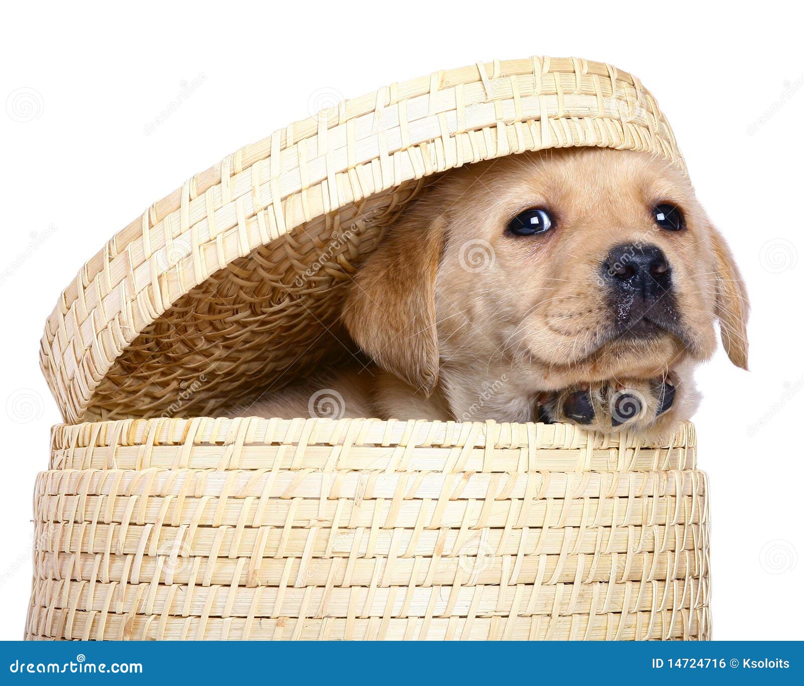 Filhote De Cachorro Em Uma Cesta Foto De Stock Imagem De Vermelho