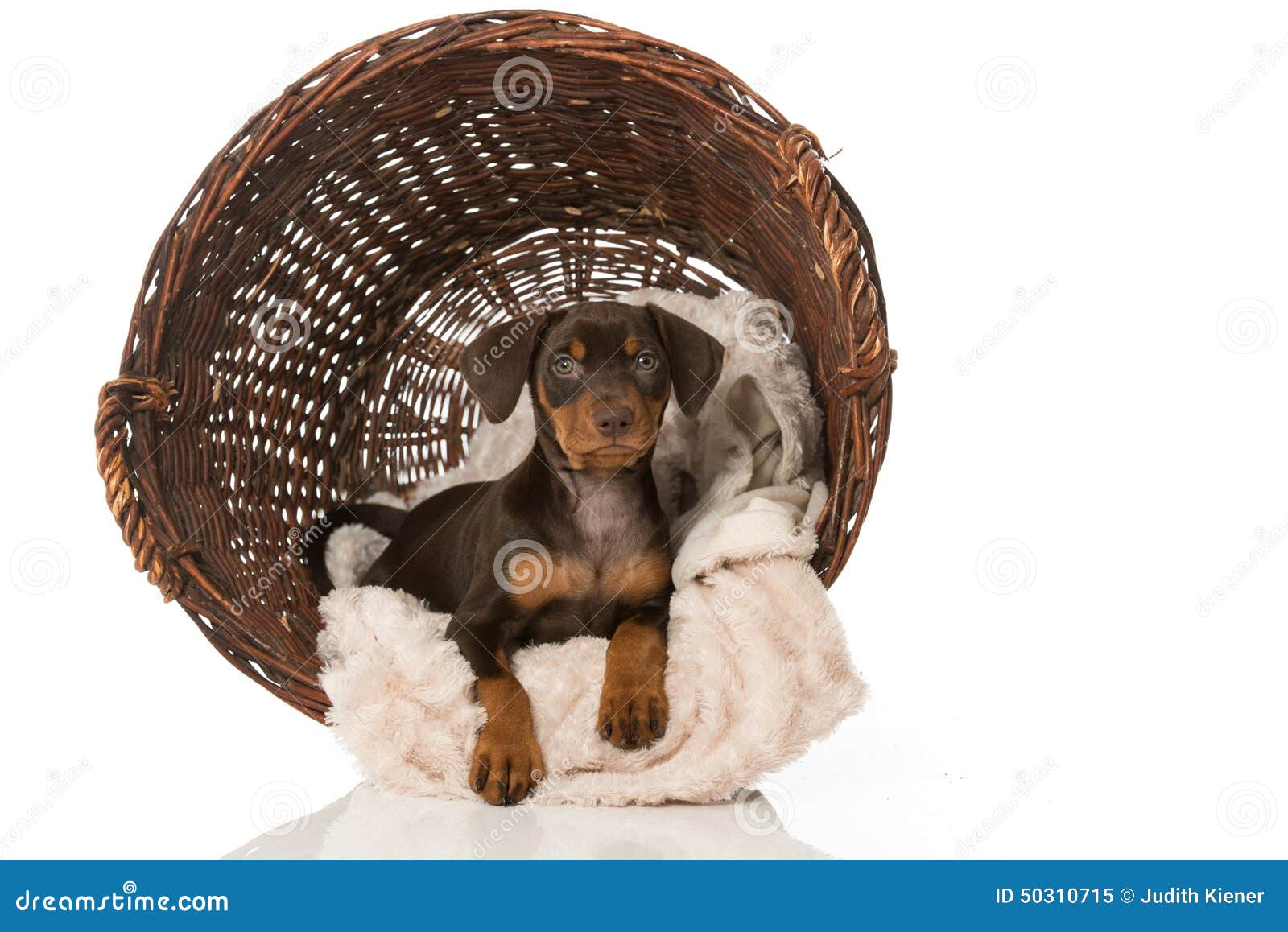 Filhote De Cachorro Em Uma Cesta Imagem De Stock Imagem De Custos