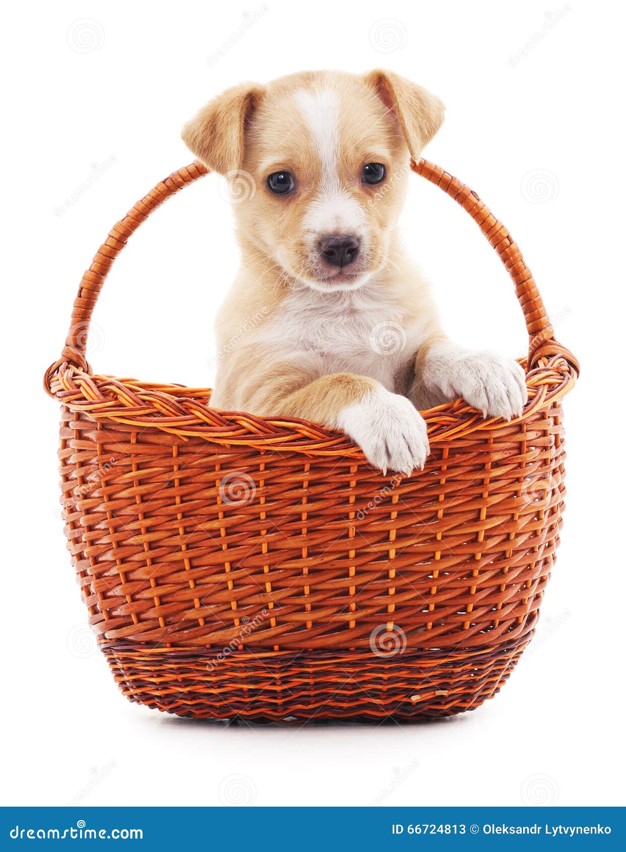 Filhote De Cachorro Em Uma Cesta Imagem De Stock Imagem De Bonito