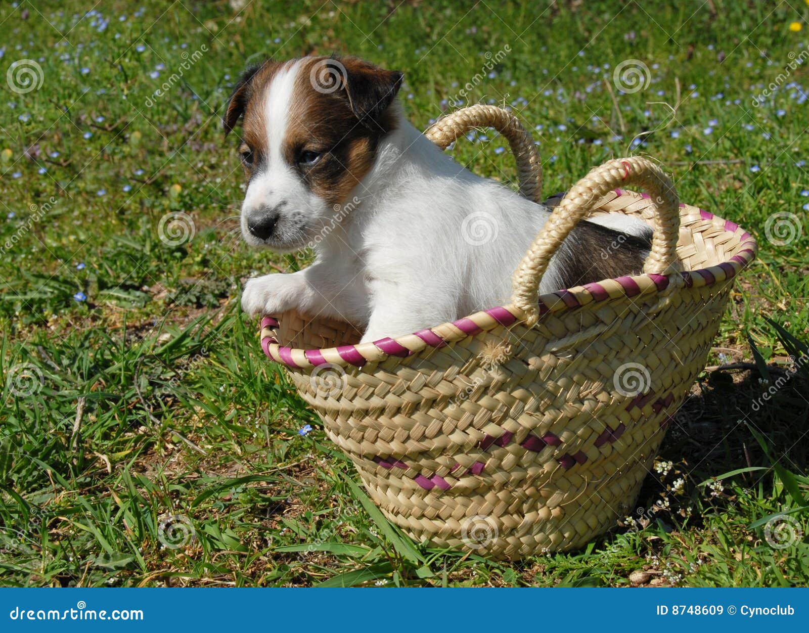 Filhote De Cachorro Em Uma Cesta Imagem De Stock Imagem De Fofofo