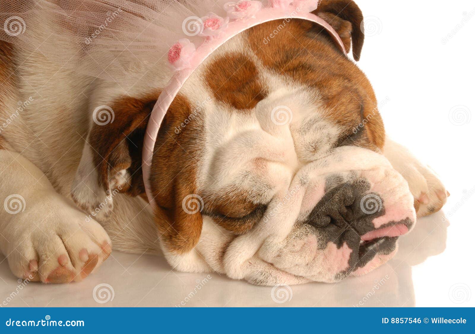 Filhote De Cachorro Feio Da Princesa Foto de Stock - Imagem de inglês ...