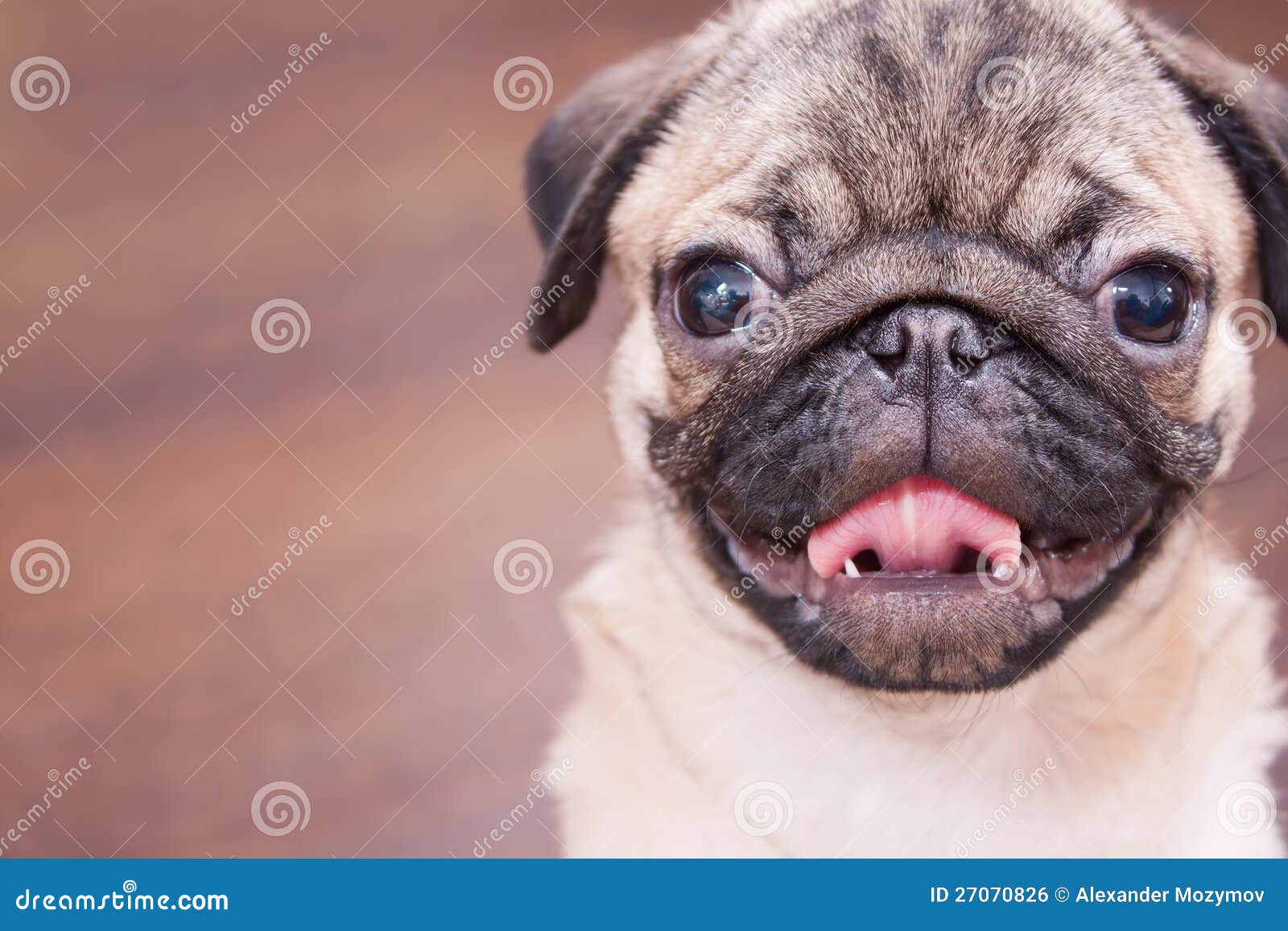 Filhote de cachorro feliz foto de stock. Imagem de feliz - 27070826