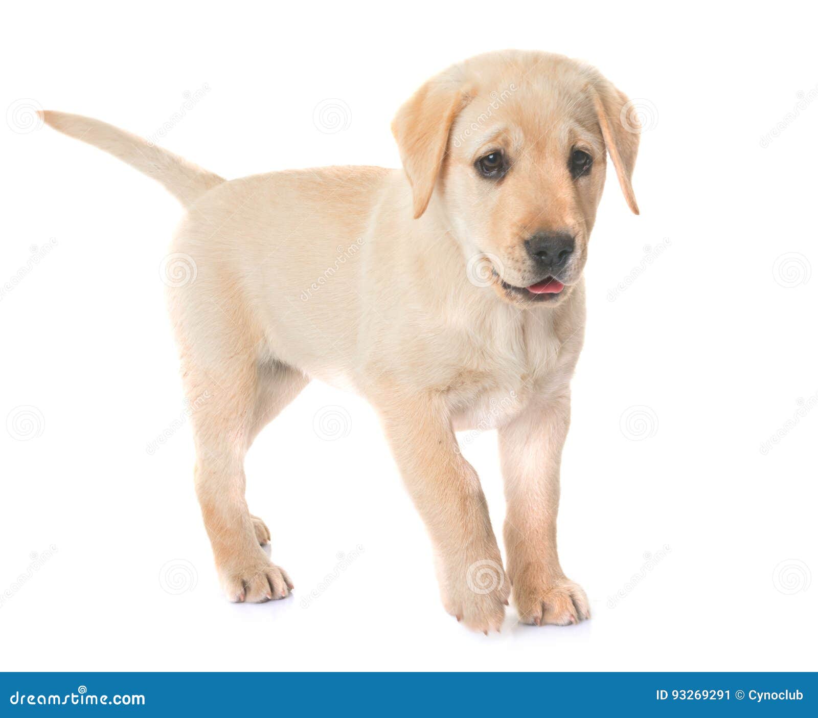 Filhote De Cachorro Labrador Retriever Imagem de Stock - Imagem de ...