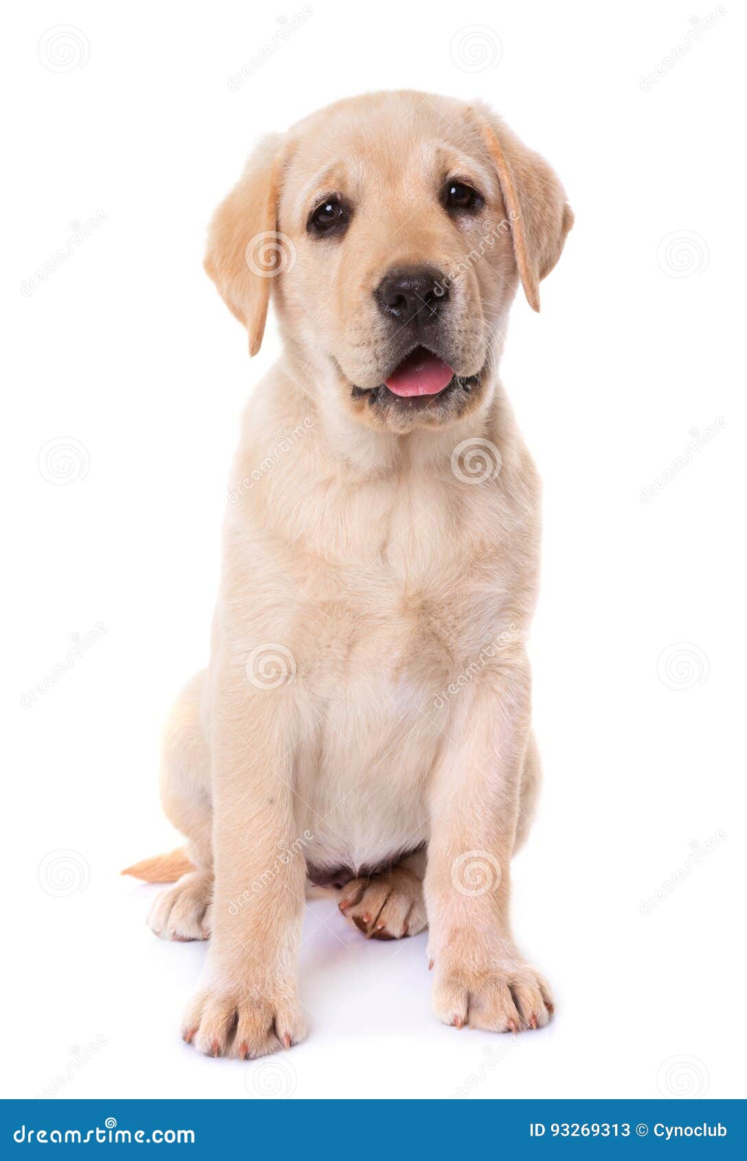 Filhote De Cachorro Labrador Retriever Imagem de Stock - Imagem de ...