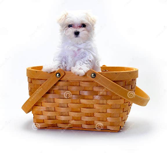 Filhote De Cachorro Maltês Na Cesta Imagem De Stock Imagem De Canino