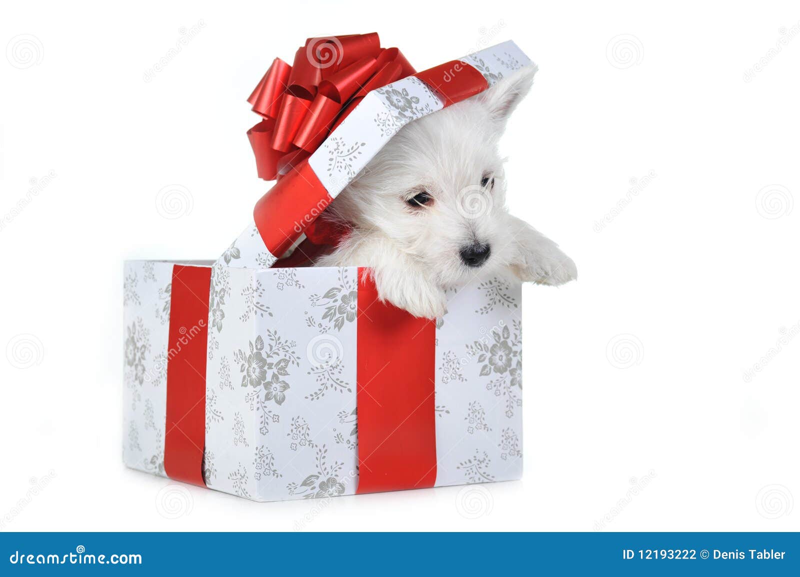 Filhote De Cachorro Na Caixa Foto De Stock Imagem De Olho Fofofo