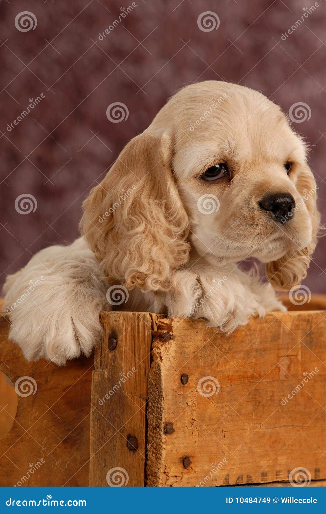 Filhote De Cachorro Na Caixa De Madeira Imagem De Stock Imagem De