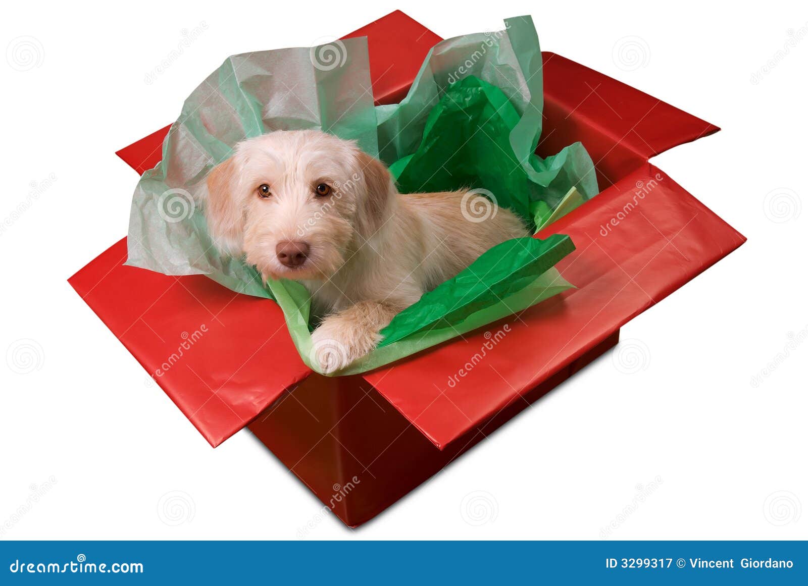 Filhote De Cachorro Na Caixa De Presente Imagem De Stock Imagem De