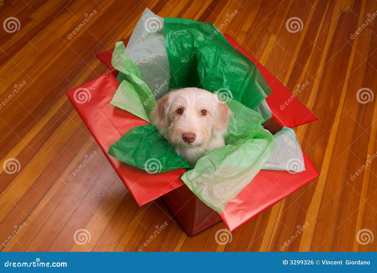 Filhote De Cachorro Na Caixa De Presente Foto De Stock Imagem De