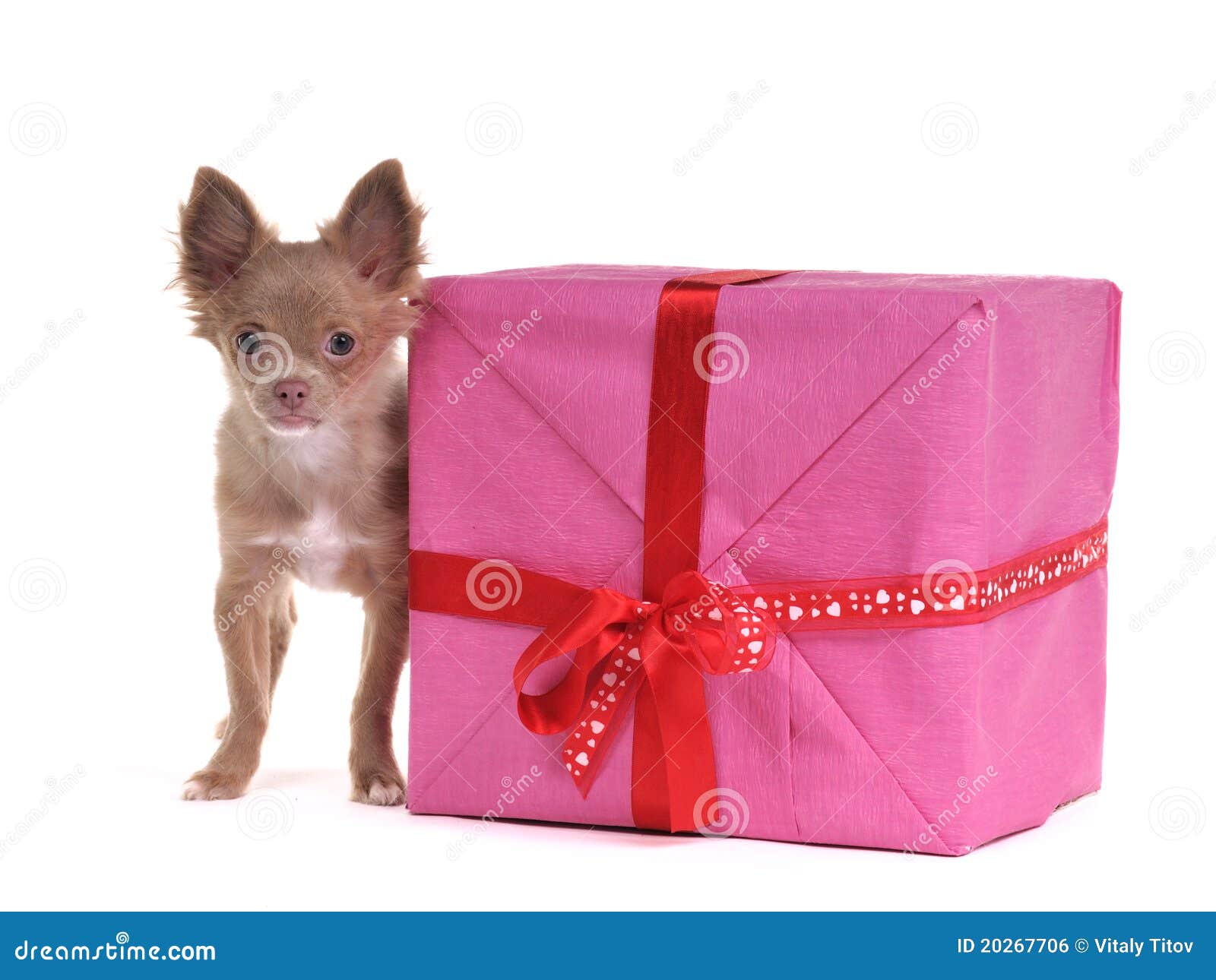 Filhote De Cachorro Pequeno Da Chihuahua Com A Caixa De Presente Grande