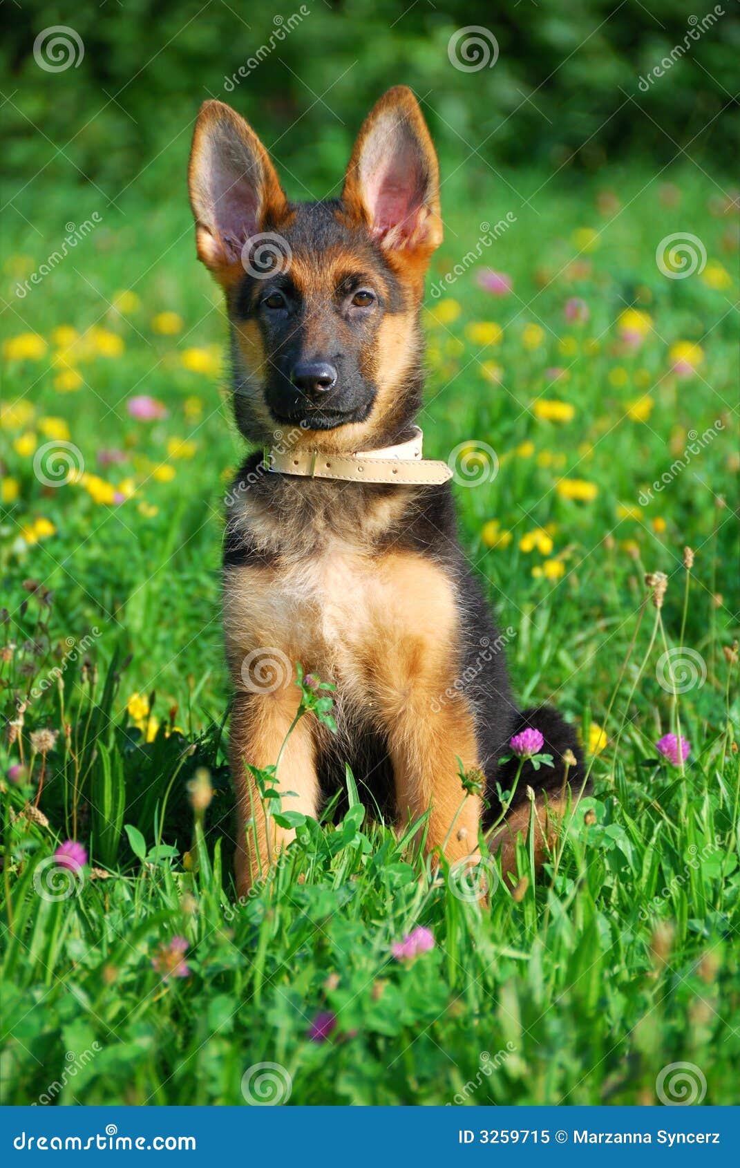 Filhote De Cachorro Que Senta Se Em Um Campo Imagem De Stock Imagem