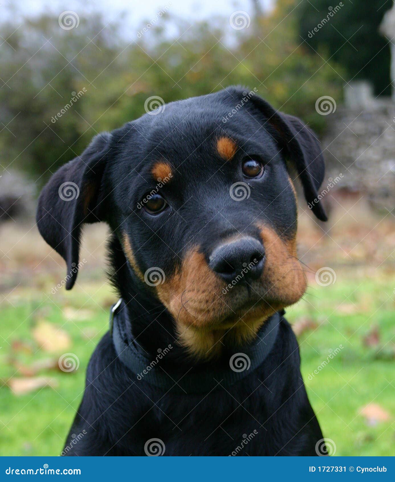 Cachorro Rottweiler Filhote Fofo 100 Foto De Filhote De Rottweiler