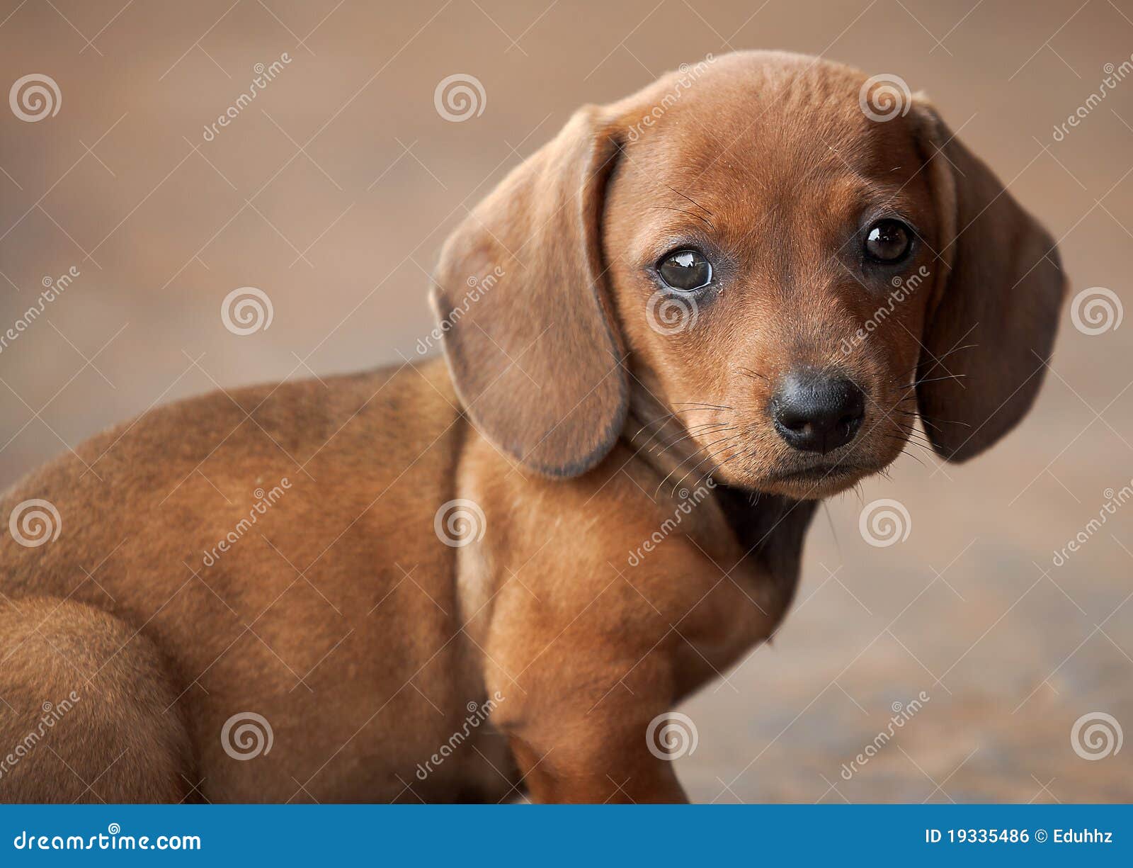 Filhote De Cachorro - Teckel Ou Dachshund Foto de Stock - Imagem de ...