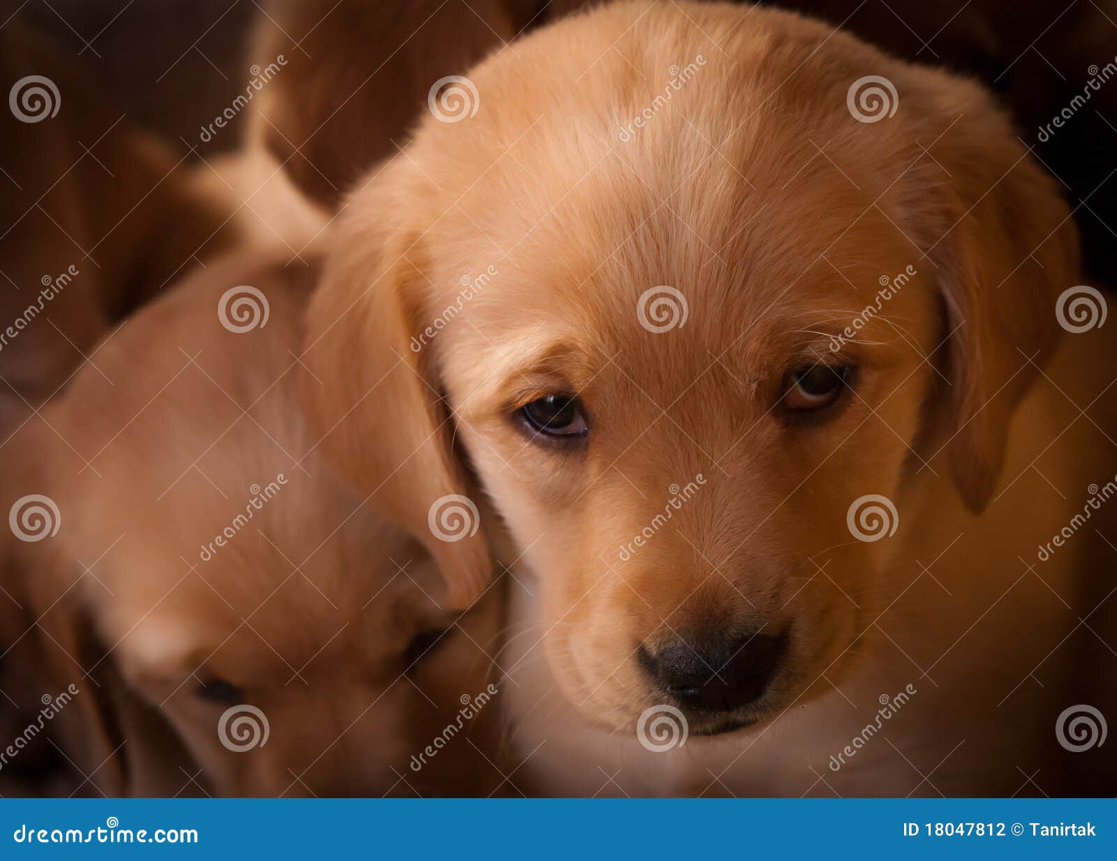 Filhote de cachorro triste foto de stock. Imagem de responsabilidade ...