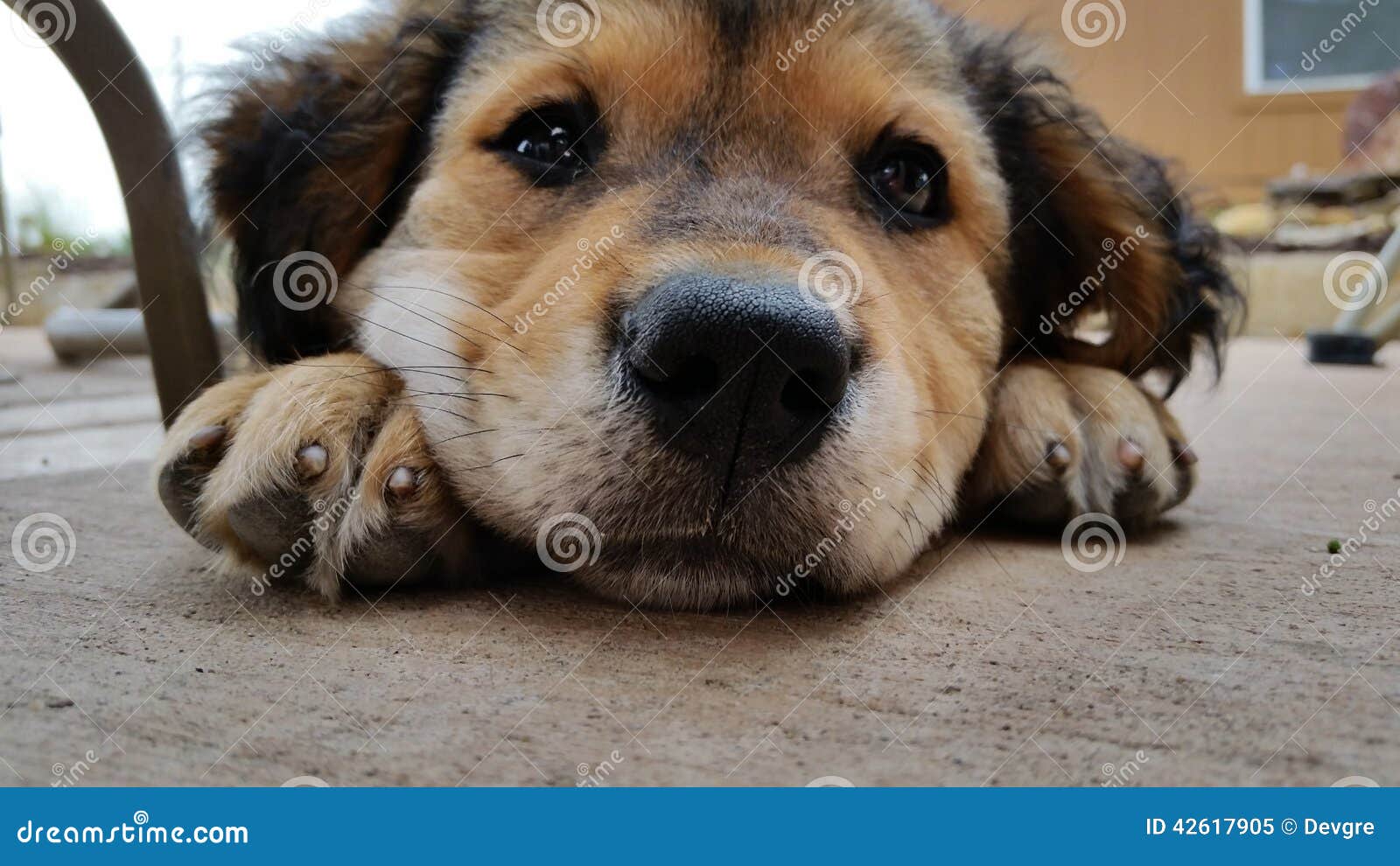Filhote de cachorro triste imagem de stock. Imagem de sonolência - 42617905
