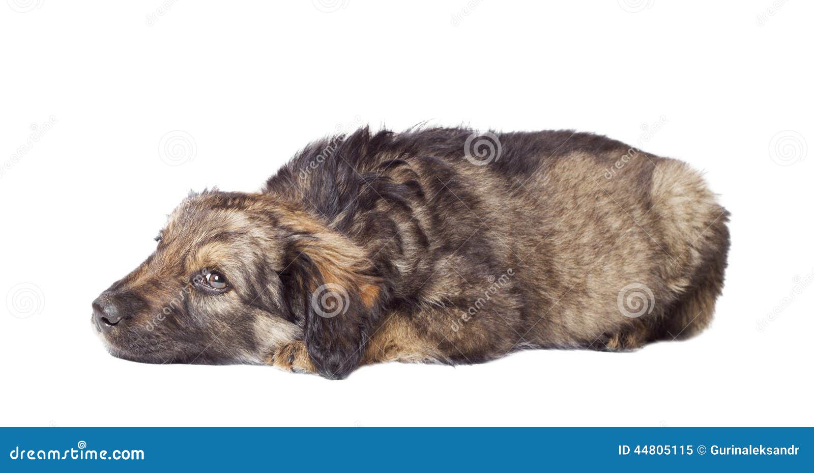 Filhote de cachorro triste imagem de stock. Imagem de olhar - 44805115