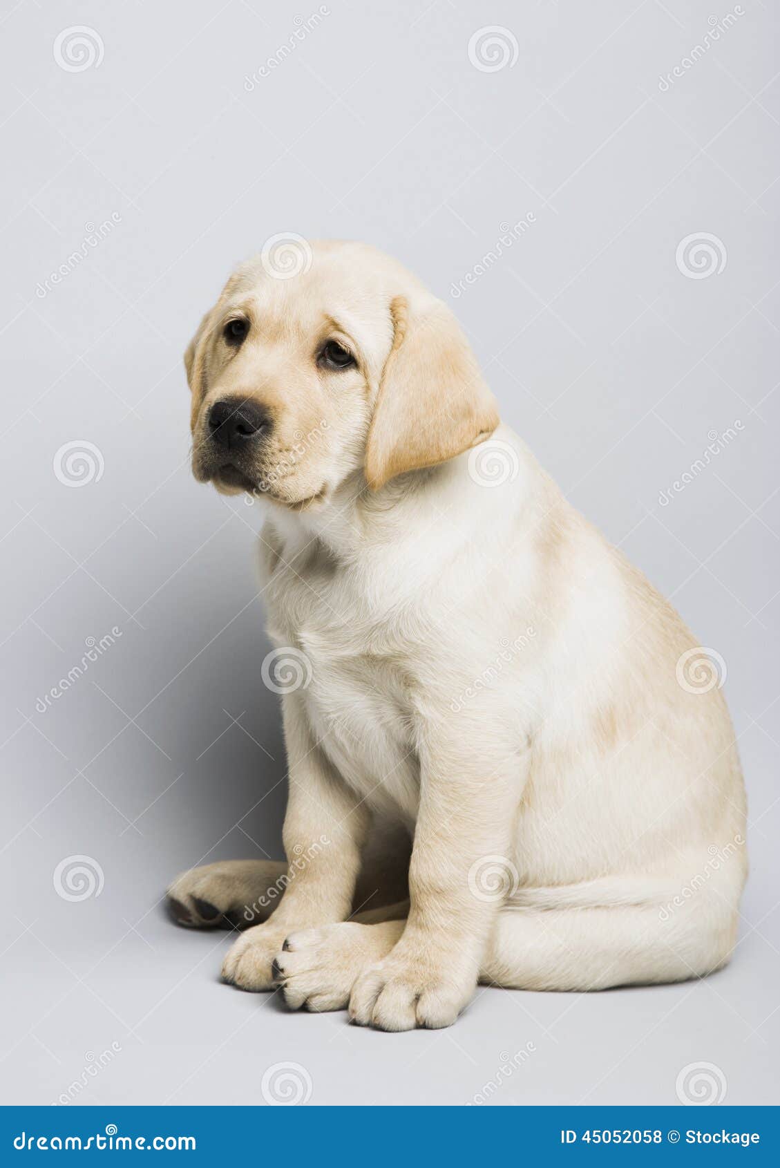 Filhote de cachorro triste foto de stock. Imagem de tristeza - 45052058