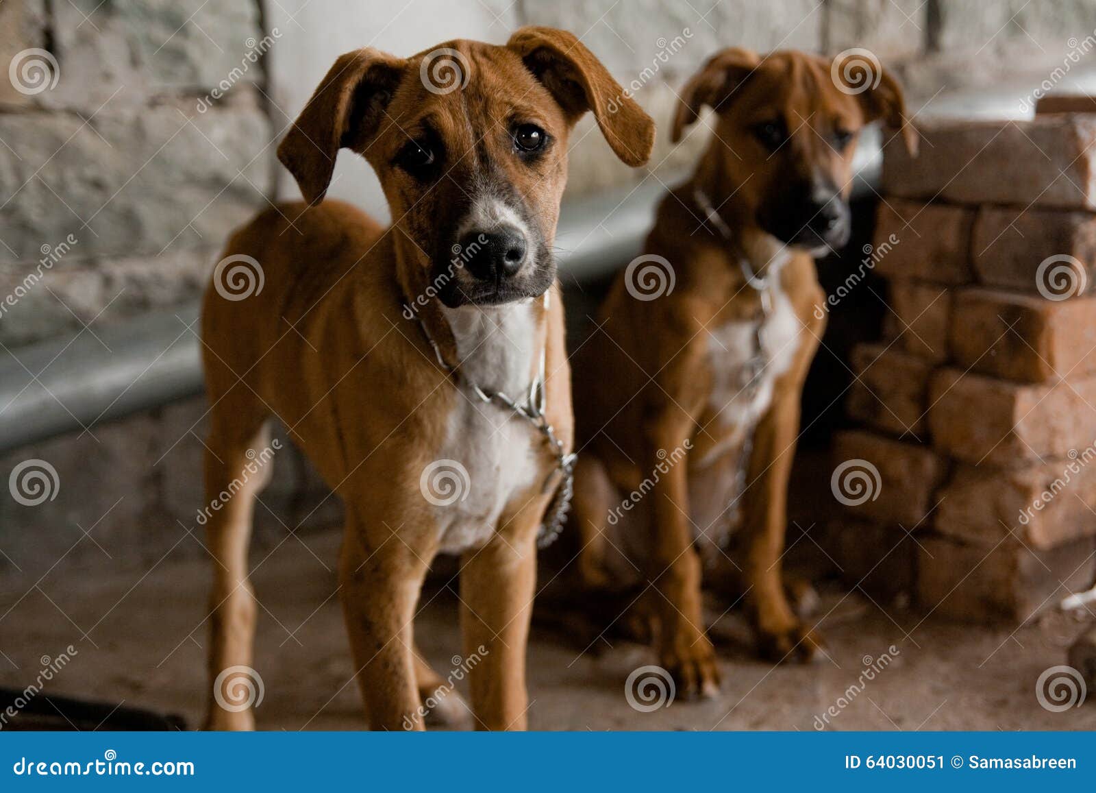 Filhote de cachorro triste imagem de stock. Imagem de bloqueado - 64030051