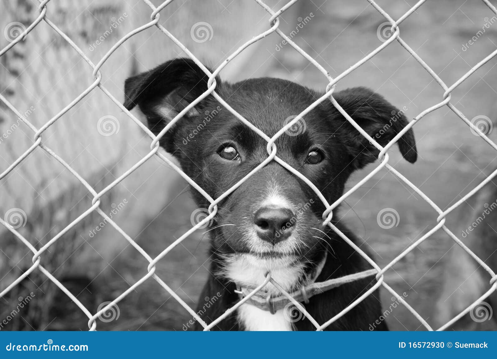 Filhote De Cachorro Triste Em Uma Pena Foto de Stock - Imagem de ...