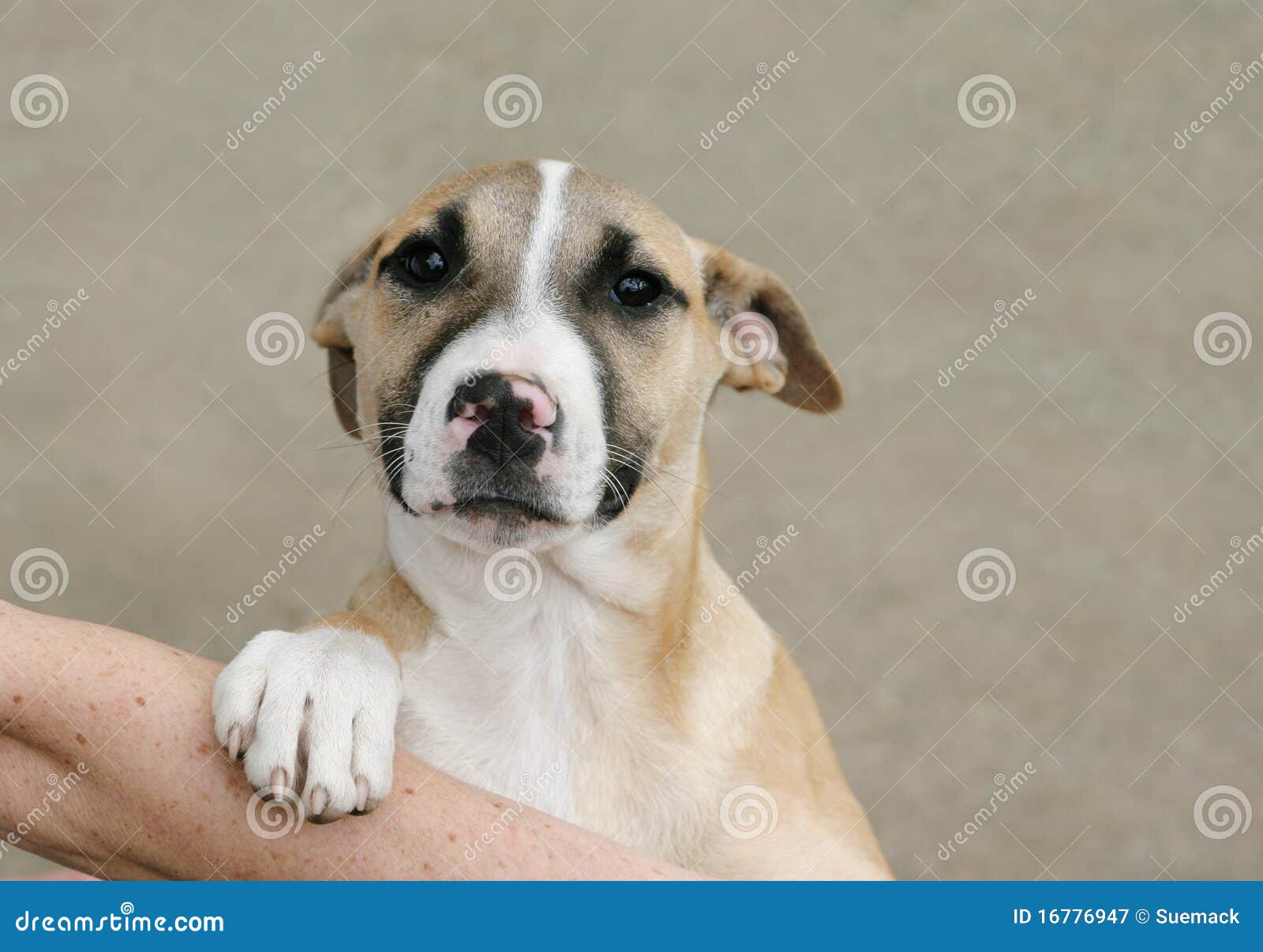 Filhote De Cachorro Triste Que Olha Acima Imagem de Stock - Imagem de ...