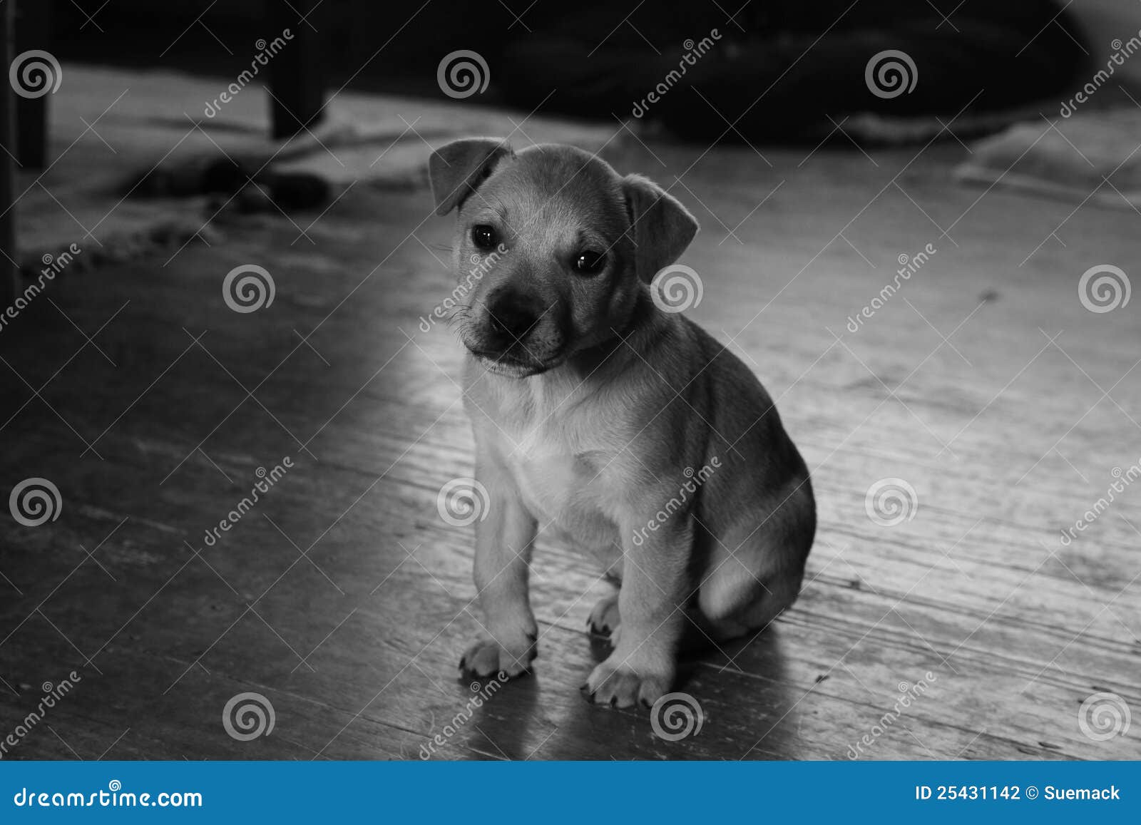 Filhote De Cachorro Triste Sozinho Foto de Stock - Imagem de quarto ...