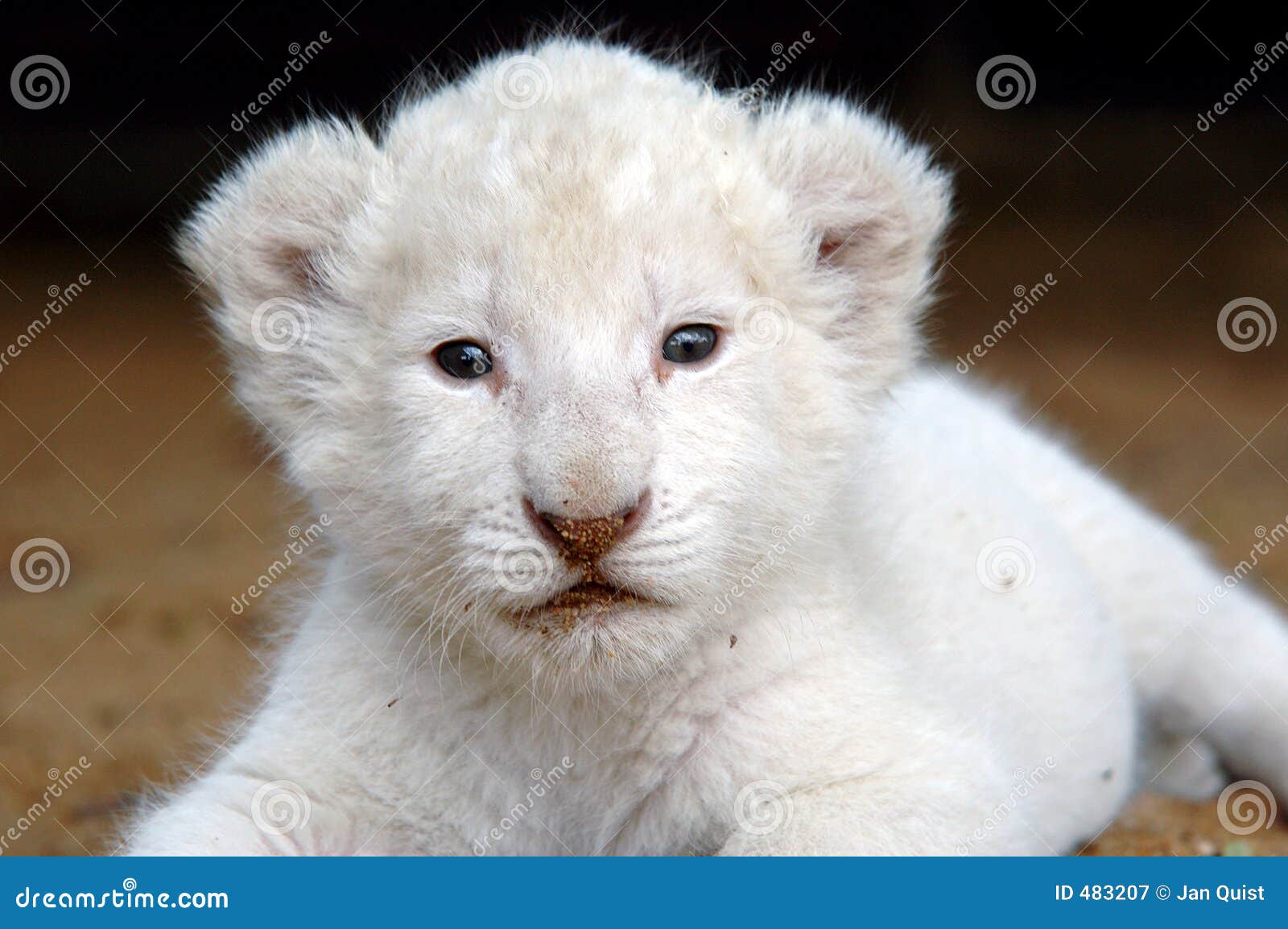 Filhote de leão branco