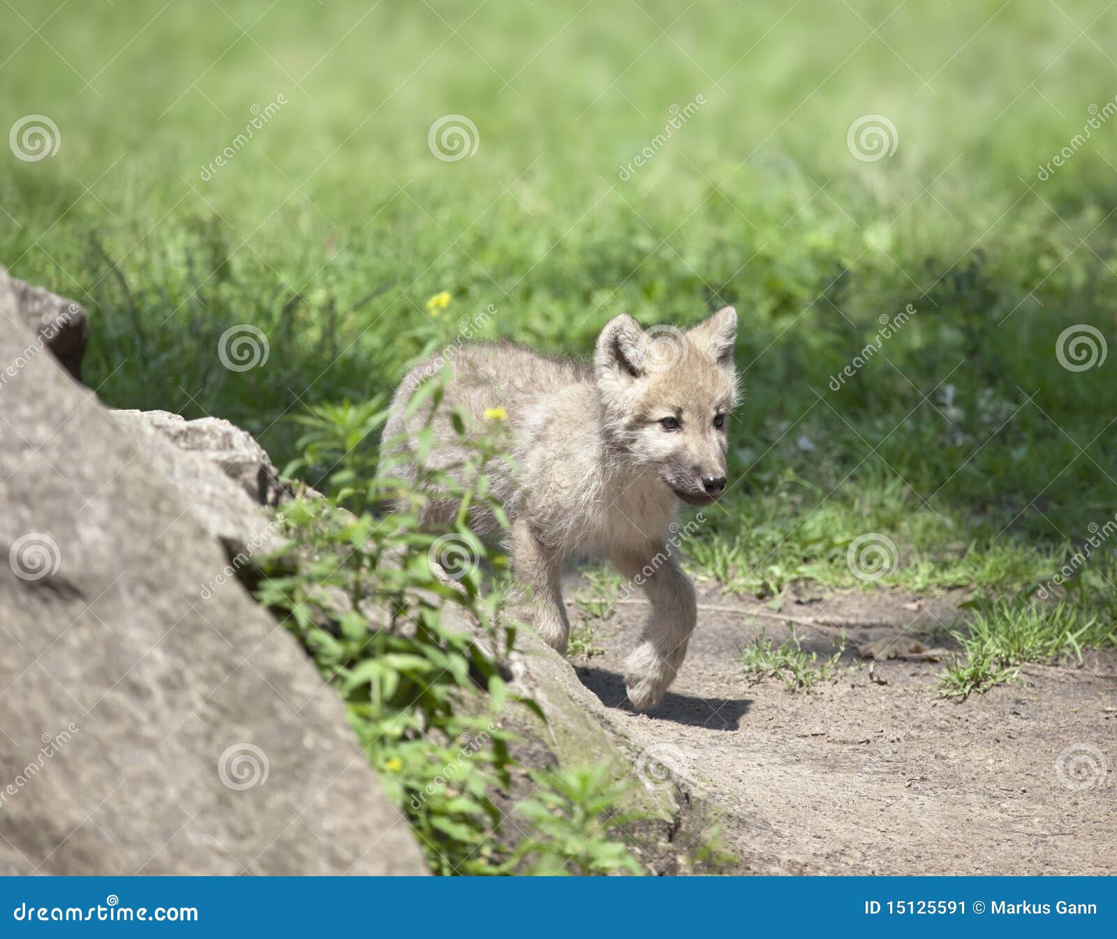 Filhote de lobo imagem de stock. Imagem de verde, prado - 15125591