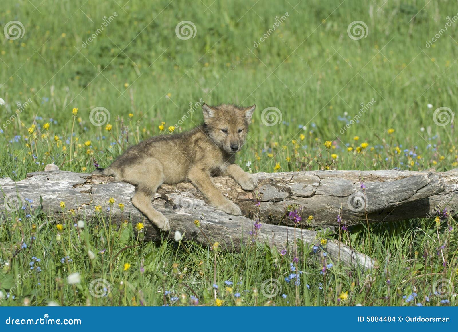 Filhote de lobo foto de stock. Imagem de selvagem, filhote - 5884484