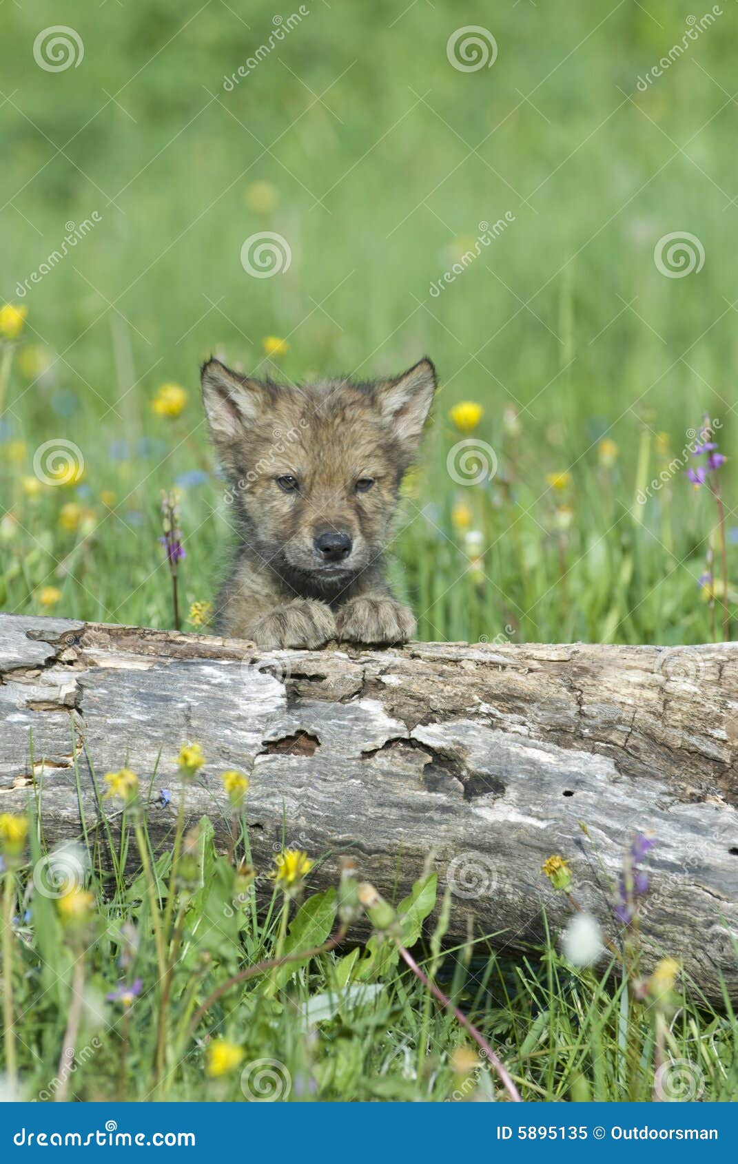 Filhote de lobo imagem de stock. Imagem de exterior, lobos - 5895135