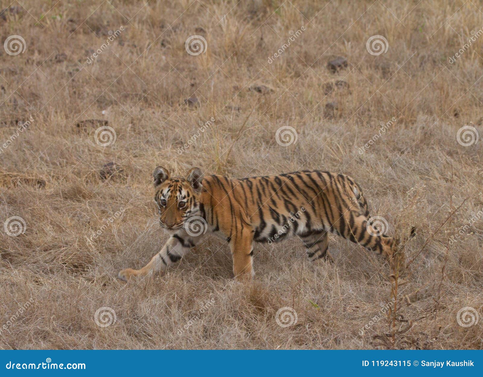 Filhote de tigre imagem de stock. Imagem de tigre - 119243115