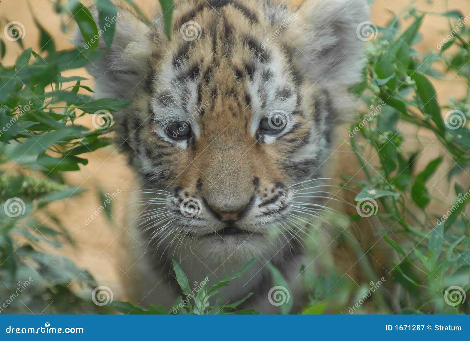 Filhote de tigre. imagem de stock. Imagem de erva, endangered - 1671287