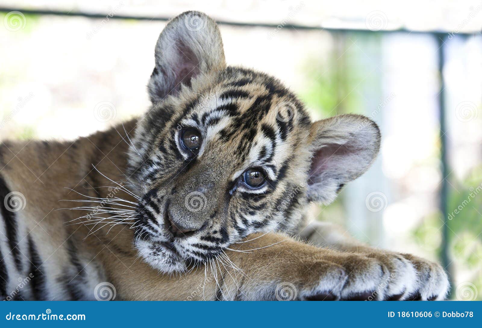 Filhote de tigre 4 foto de stock. Imagem de olhar, preto - 18610606